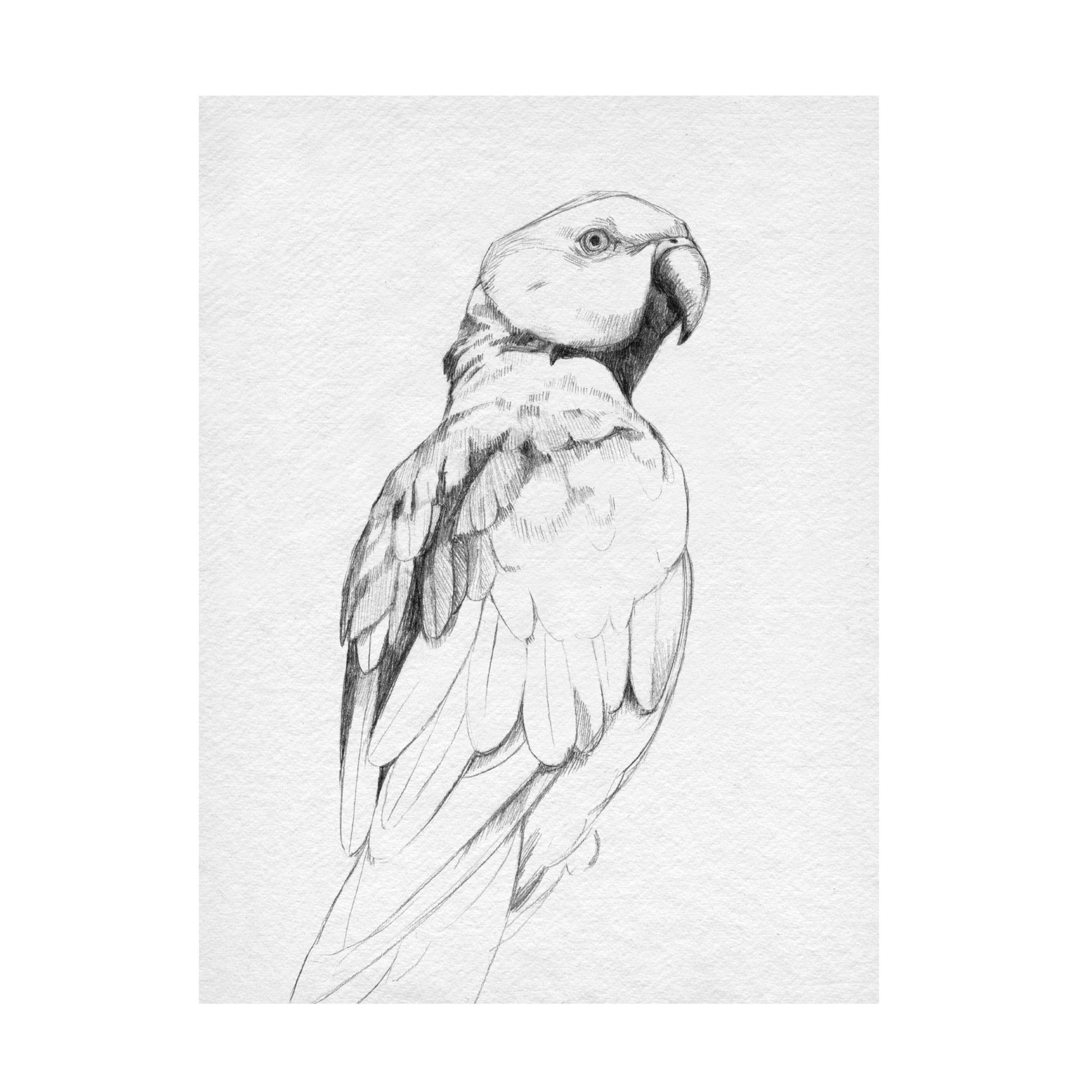 Emma Caroline 'Parrot Portrait II' Canvas Art - Walmart.com