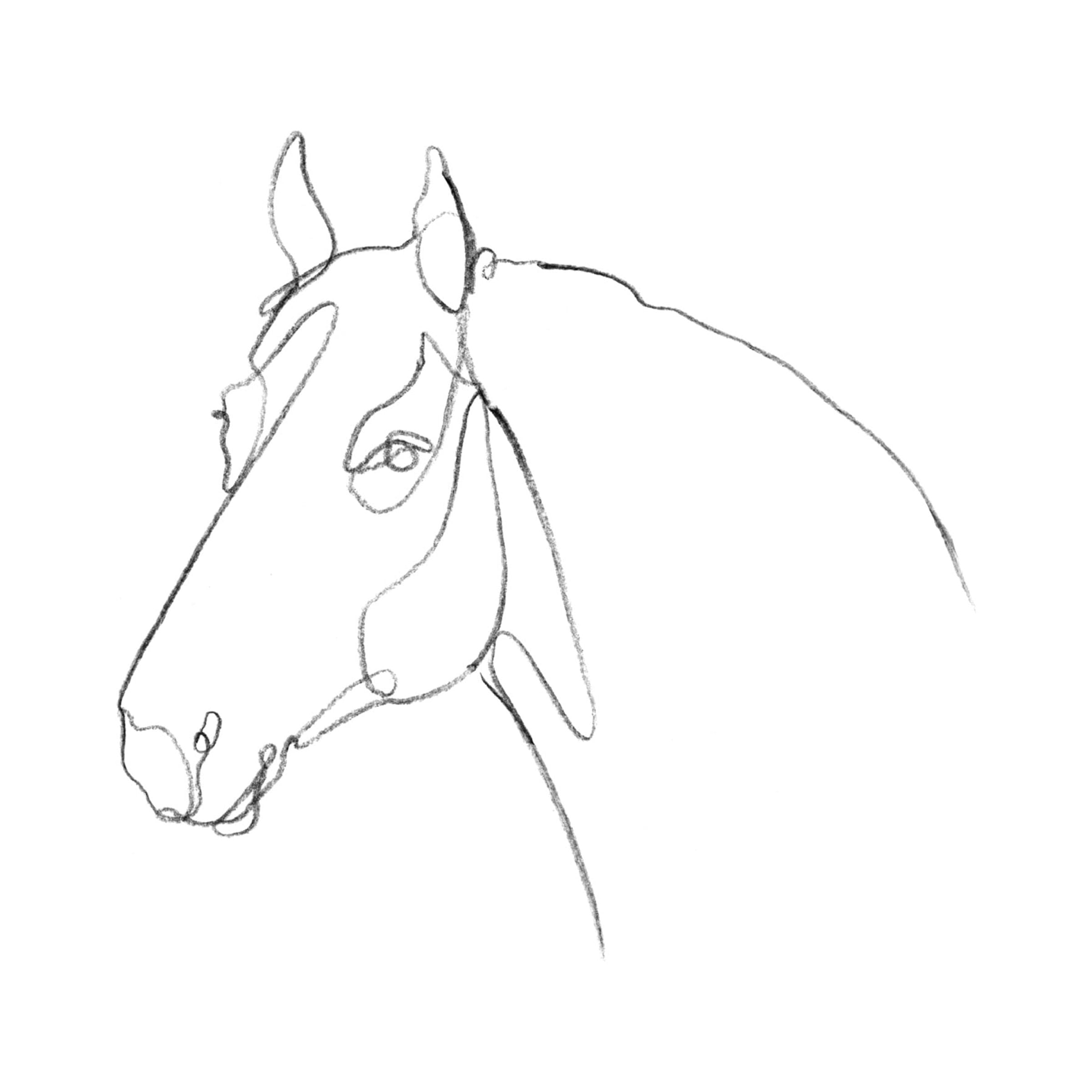 Emma Scarvey 'Equine Pencil Contour III' Canvas Art - Walmart.com