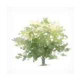Emma Scarvey 'Lonely Oak I' Canvas Art - Walmart.com