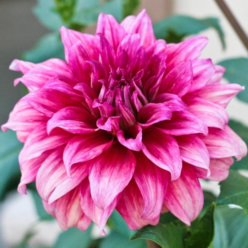 Emory Paul Dinnerplate Dahlia Flower Tuber - Huge Award-Winning Blooms ...
