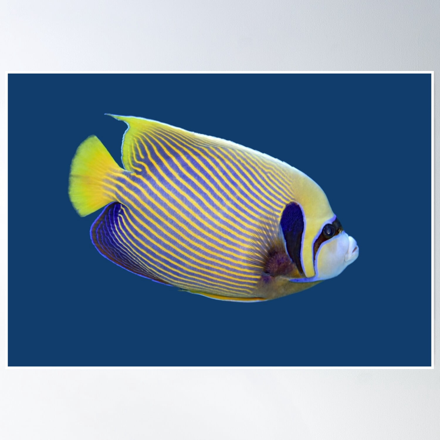 Emperor Angelfish Photo Poster Wall Art, Modern Wall Decor, 16x24 ...