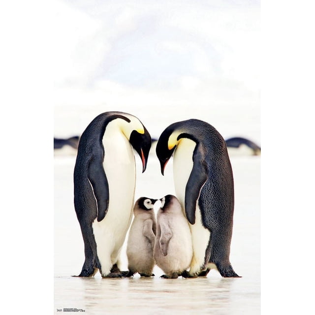 Emperor Penguins - Group Laminated Poster Print (22 x 34) - Walmart.com