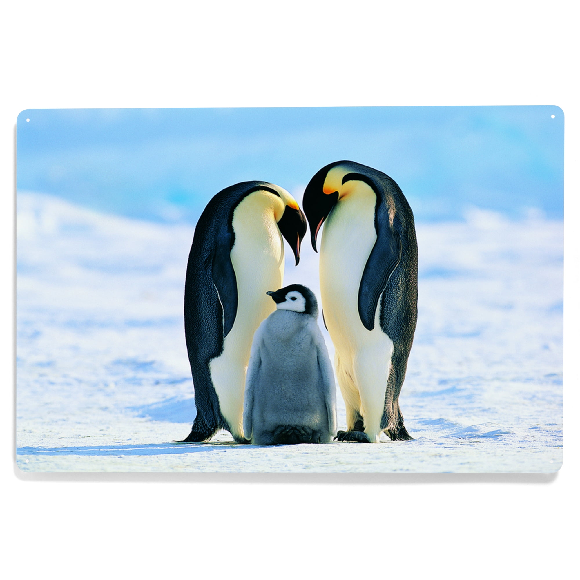 Emperor Penguins and Baby (12x18 Aluminum Art, Indoor Outdoor Metal ...
