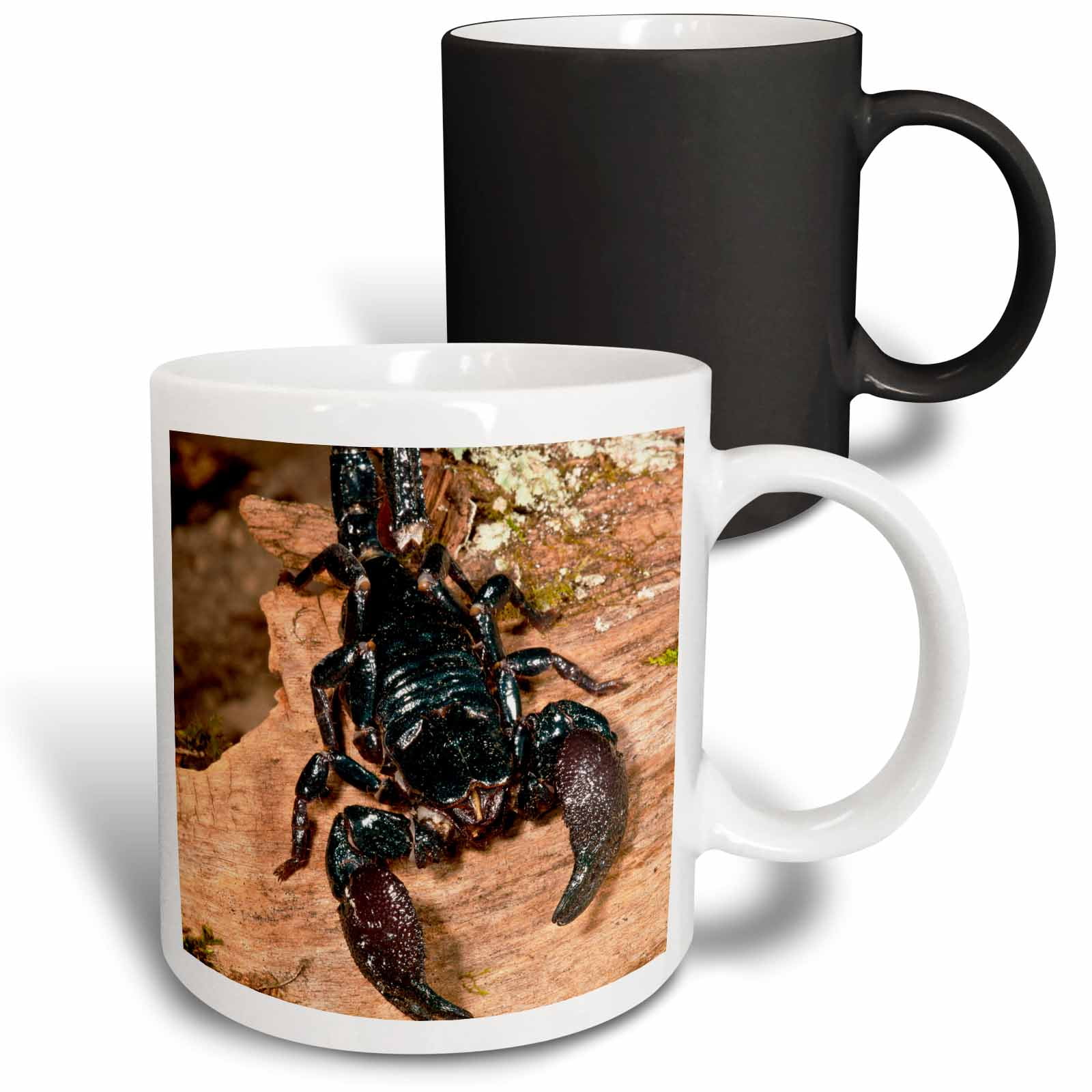 3drose, Emperor Scorpion, Native to Africa - Na02 Dno0789 - David ...