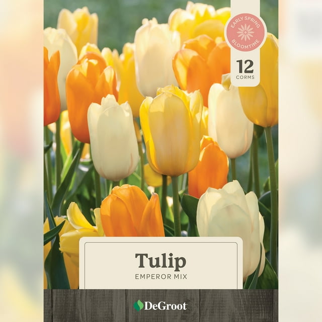 Emperor Tulip Bulb Mix, 12 count - Walmart.com