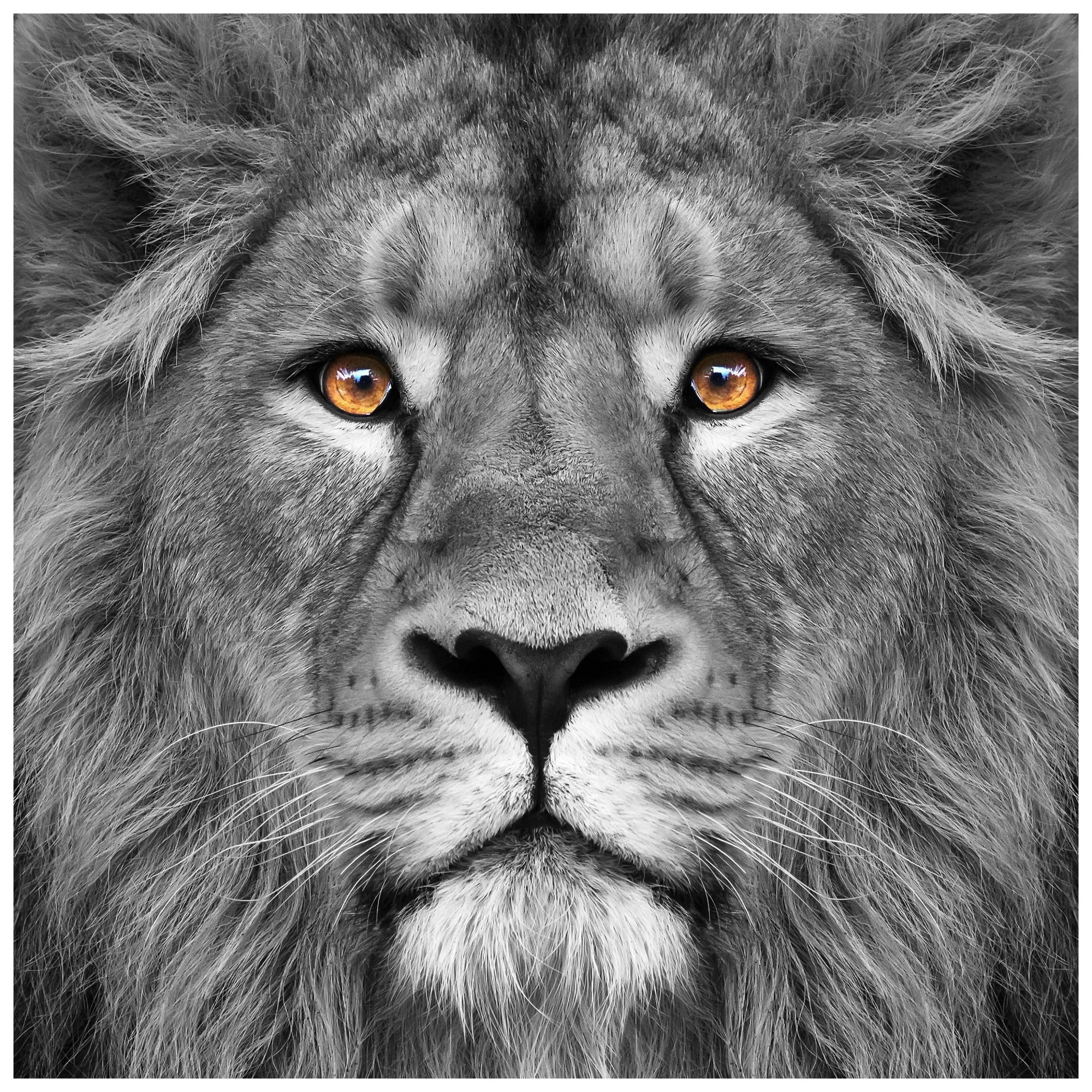 Empire Art Direct King of the Jungle Frameless Free Floating Tempered ...