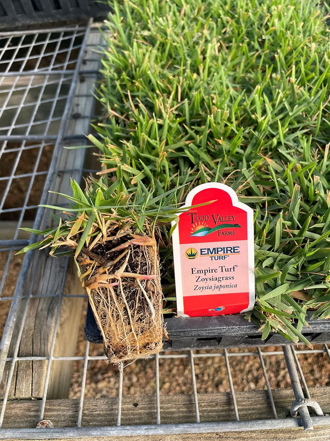 Empire Turf Zoysia Grass Plugs - Walmart.com