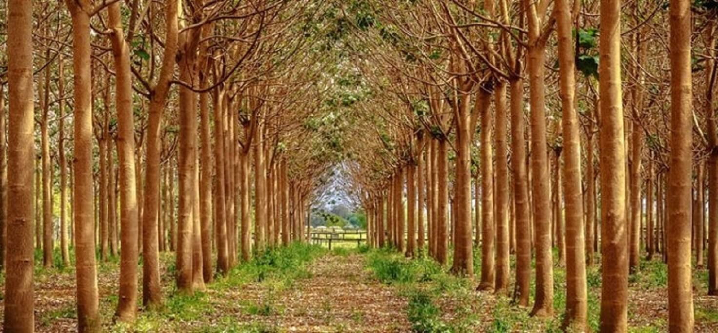 Empress Tree Seeds - Fast Growing Hardwood, Ideal for Planting - 250 ...