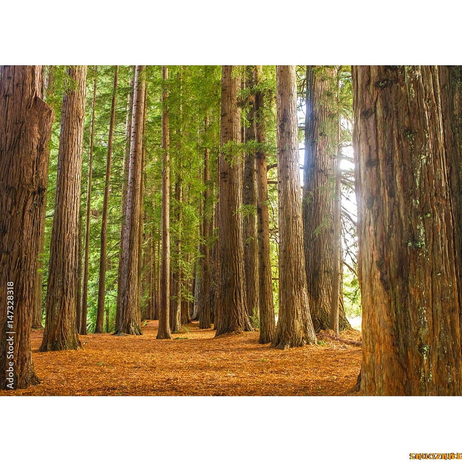 Empty Wood Flooring On Gre Forest Photography Backdrops Props Morning ...