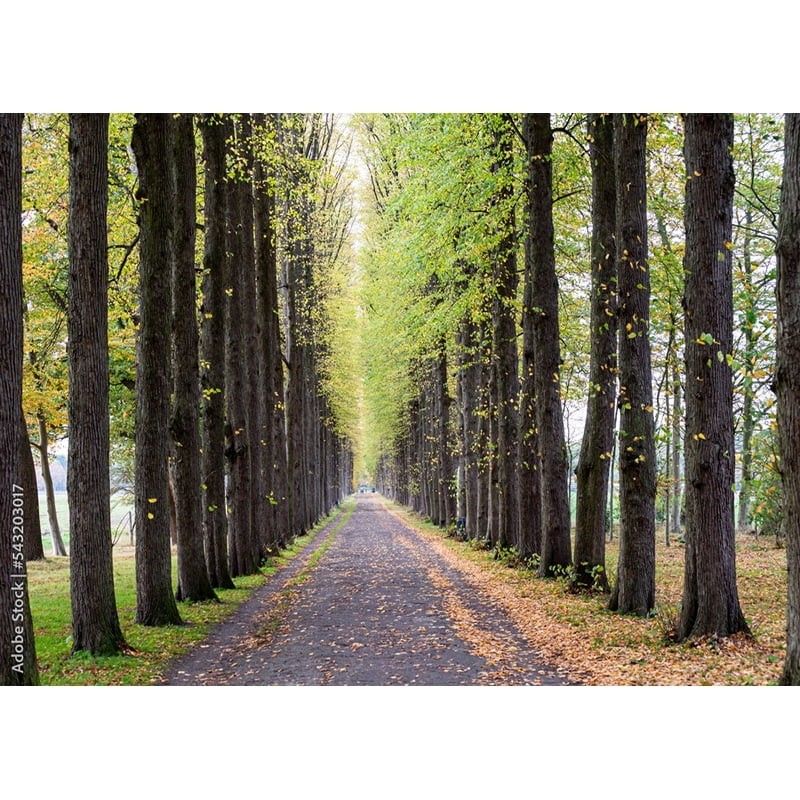 Empty Wood Flooring On Gre Forest Photography Backdrops Props Morning ...