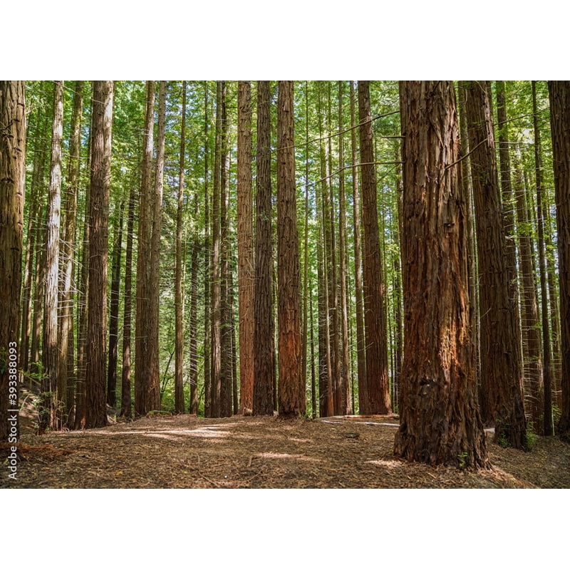 Empty Wood Flooring On Gre Forest Photography Backdrops Props Morning ...
