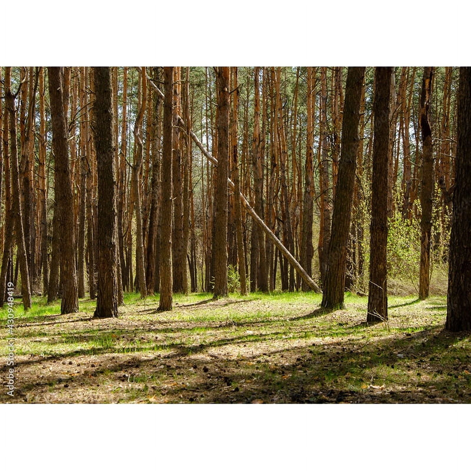Empty Wood Flooring On Gre Forest Photography Backdrops Props Morning ...