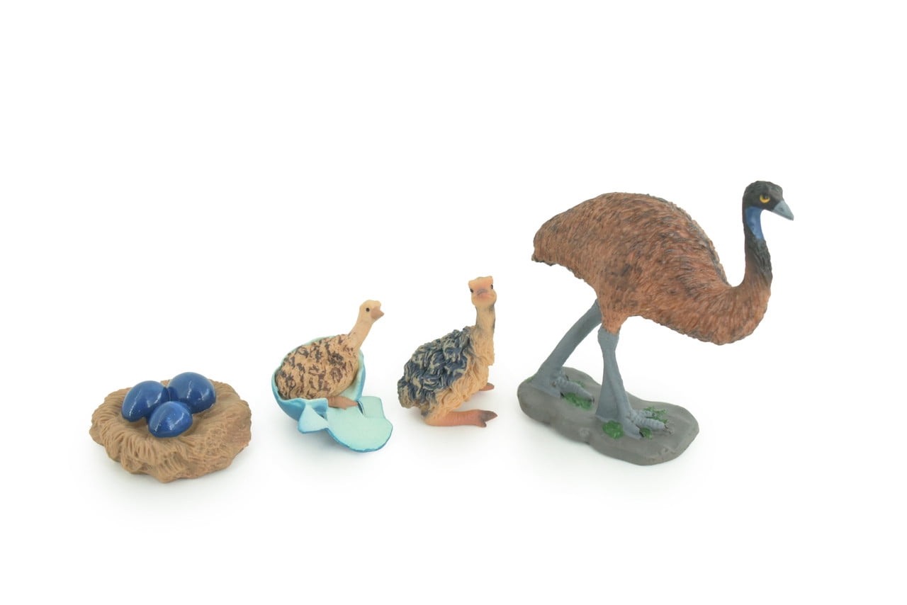 Emu Life Cycle, 4 Piece Set, Hand Painted, Educational, High Quality ...