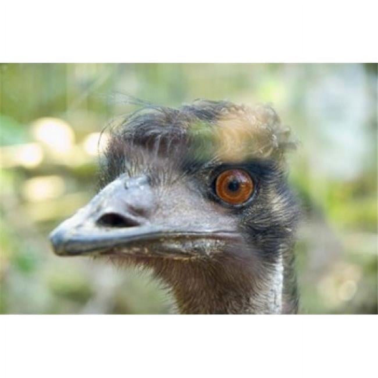 Emus Face Taronga Zoo Sydney Nsw Australia Poster Print by John & Lisa ...