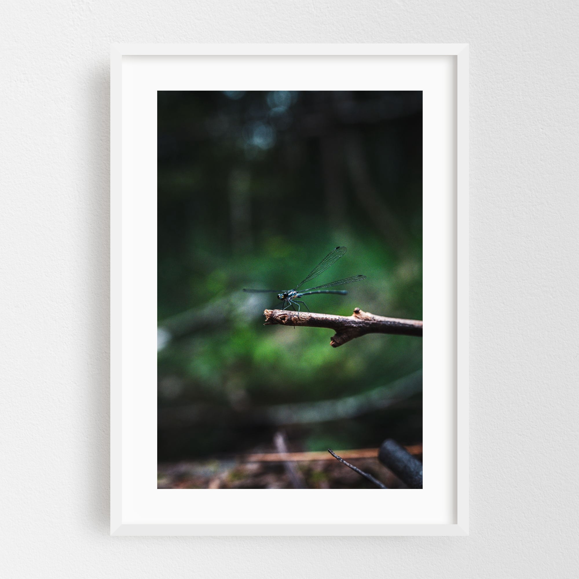 Enchanted Dragon - Photography Dragonfly Insect Nature Wildlife ...