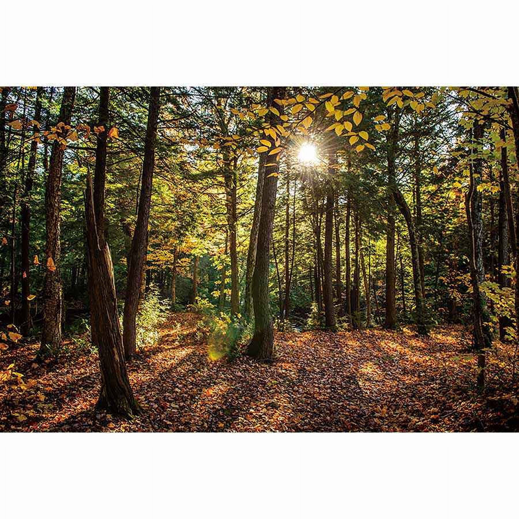 Enchanted Forest Photography Backdrop Natural Spring Summer Autumn ...