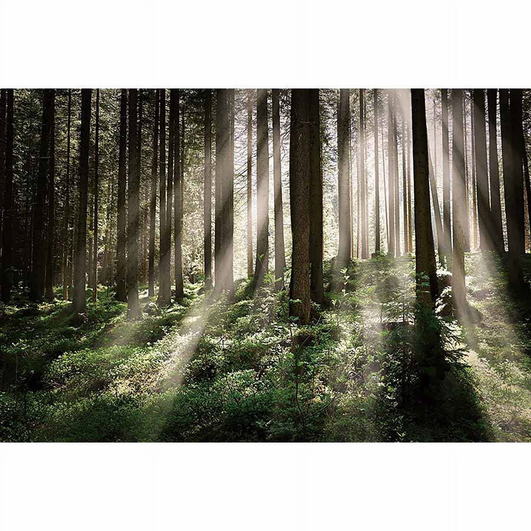 Enchanted Forest Photography Backdrop Natural Spring Summer Autumn ...