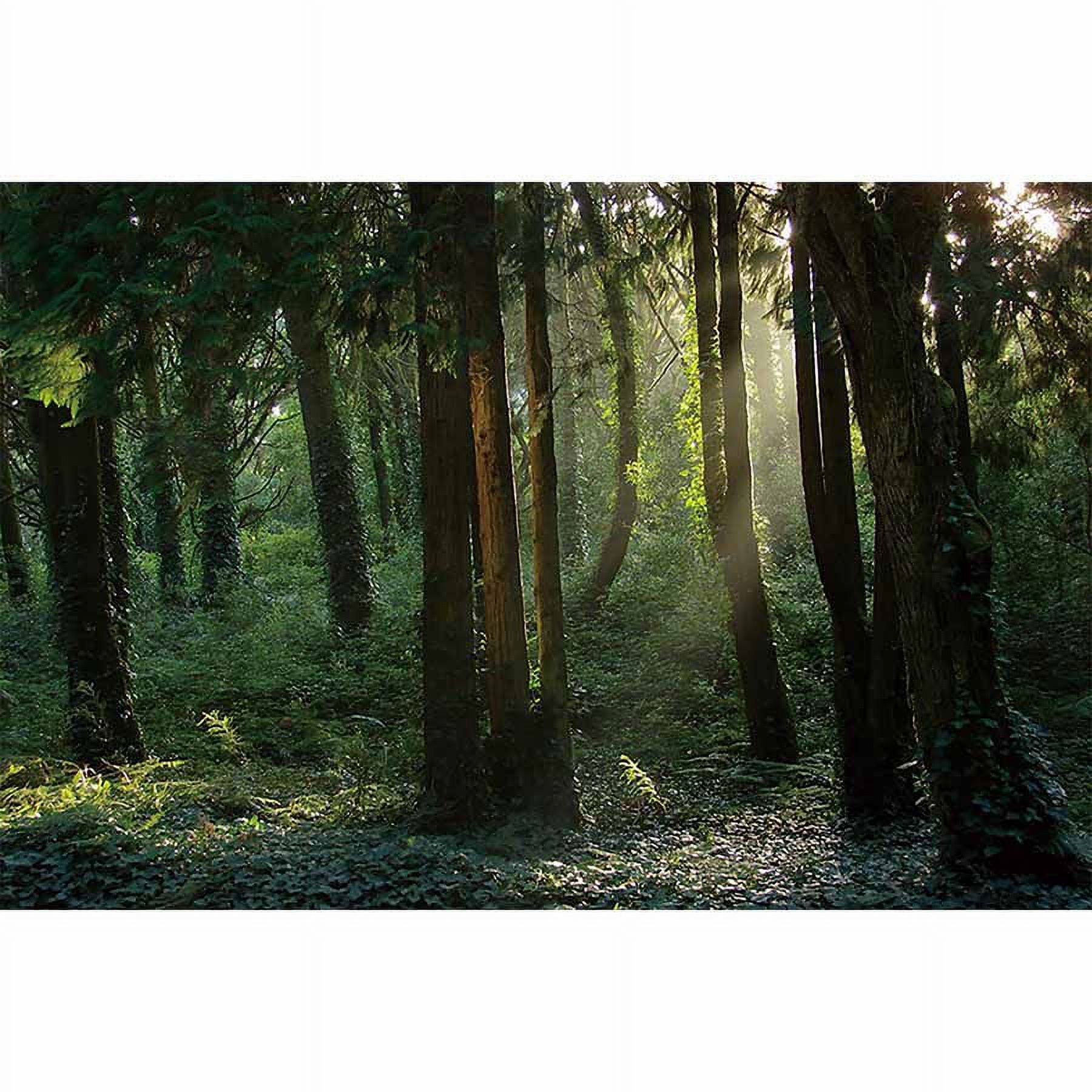 Enchanted Forest Photography Backdrop Natural Spring Summer Autumn ...