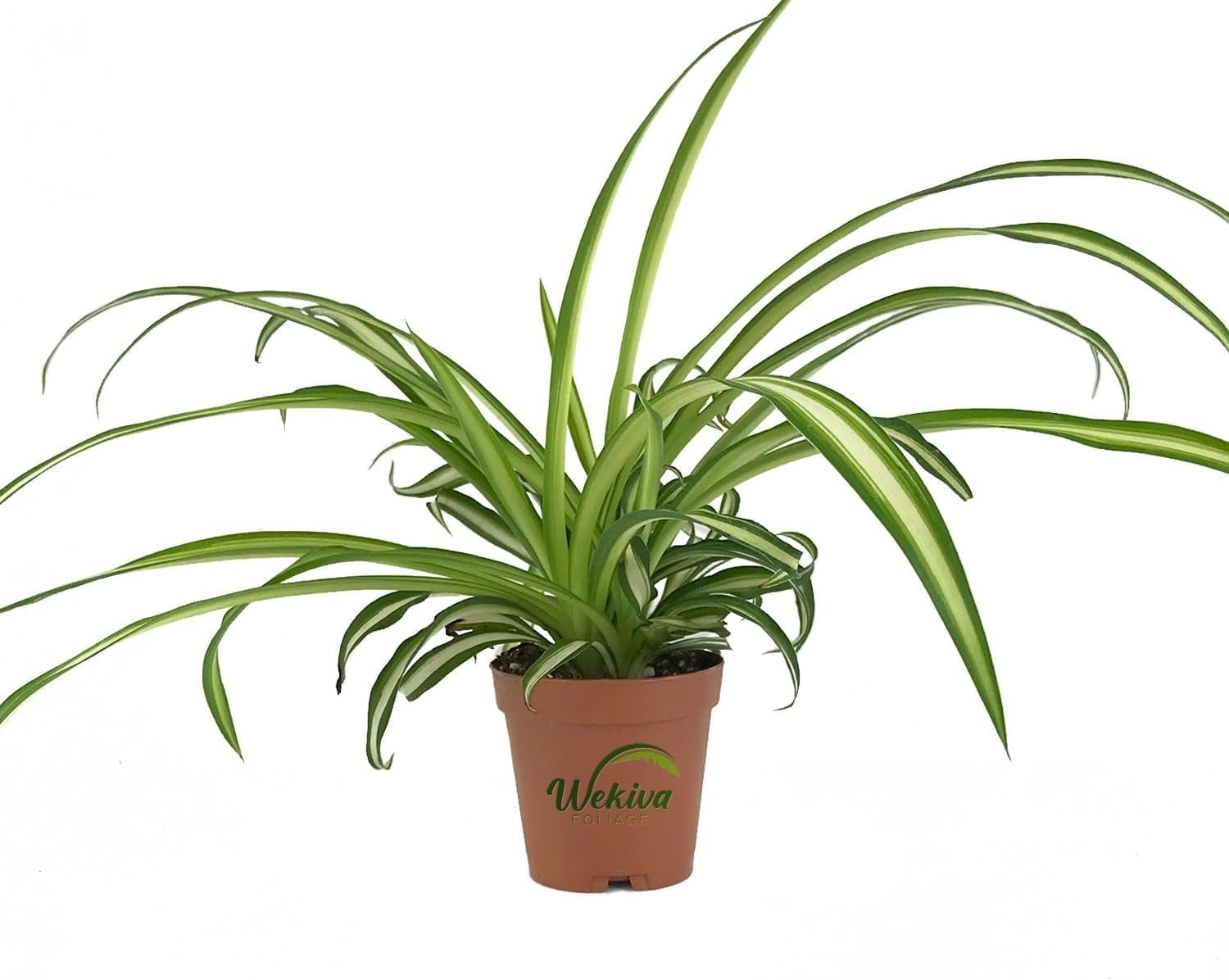 "Wekiva Foliage Enchanting Spider Plant, Chlorophytum Comosum, Live ...