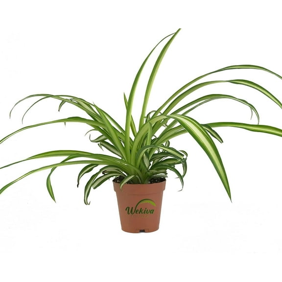Bonnie Spider Plant Hanging Basket - Live Plant in an 8 Inch Hanging ...