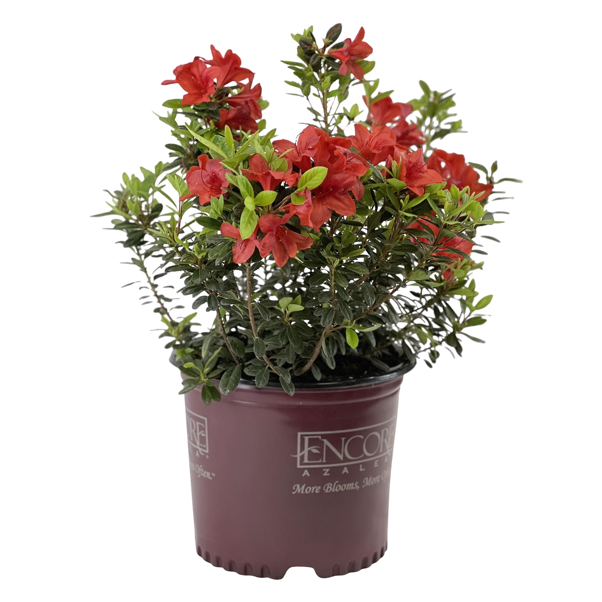 Encore 1G Azalea Autumn Bravo Orange Red Flowering Live Plant Sun ...