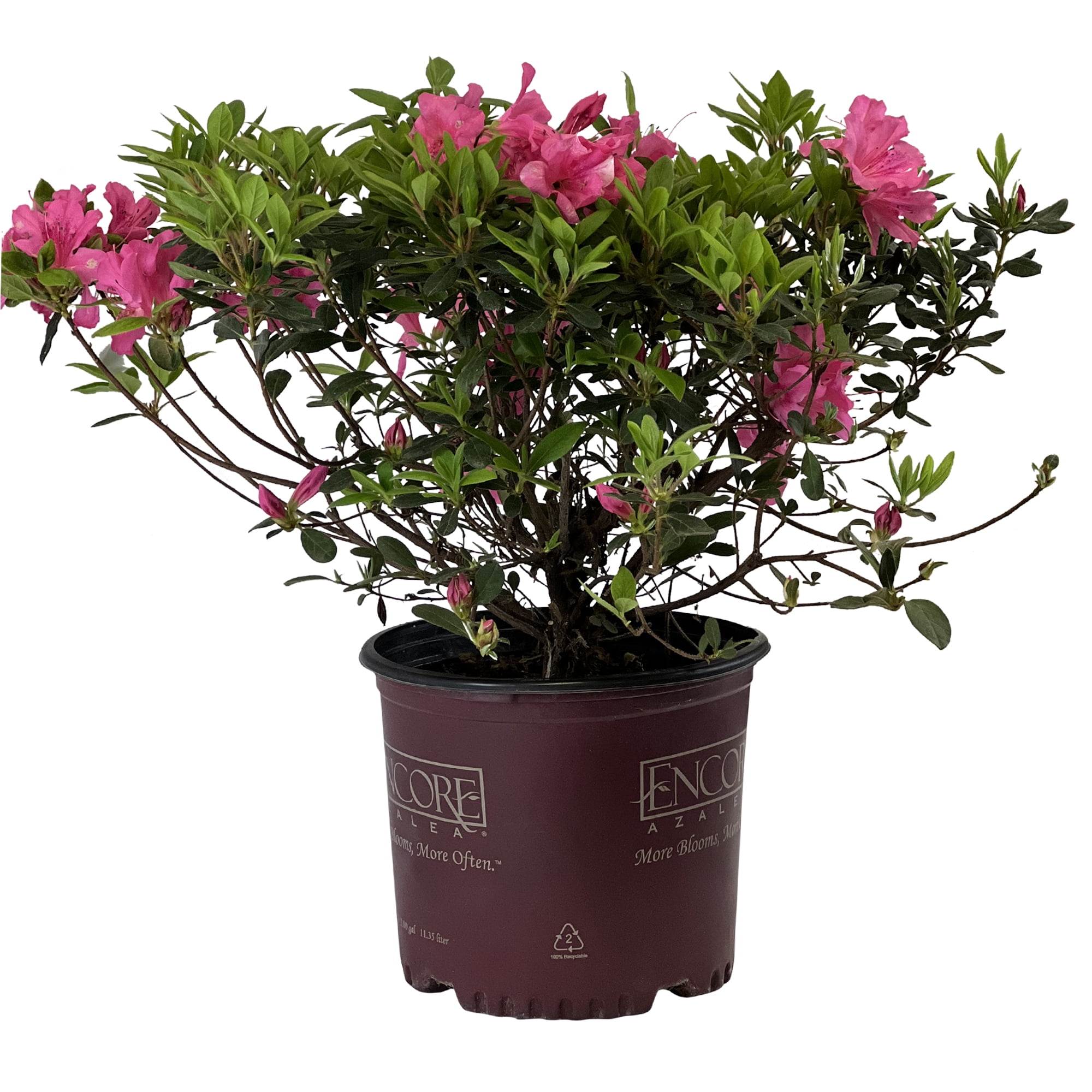 Encore 1G Azalea Autumn Rouge Pink Flowering Live Plant Sun - Walmart.com