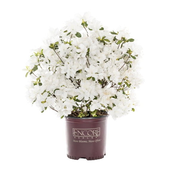 Encore 1gal Azalea Live Shrub Plant Partial Shade - Walmart.com