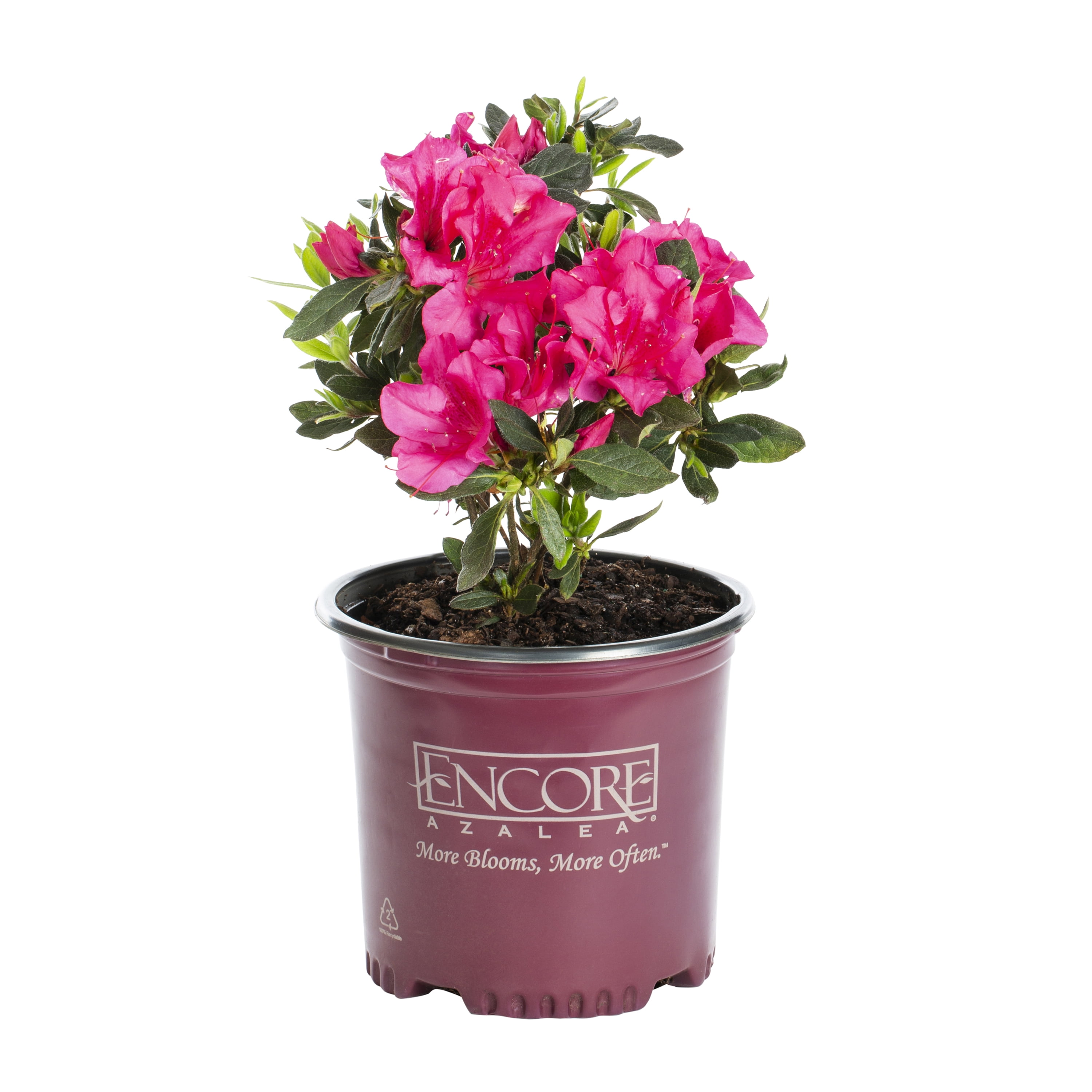 Encore 1gal Azalea Live Shrub Plant Sun - Walmart.com