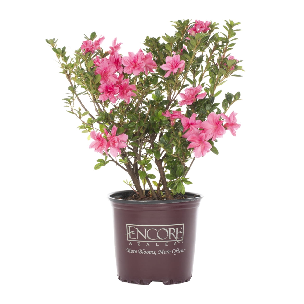 Encore Azalea 4' Multicolor Azalea Live Shrub in 1GAL Growers Pot ...