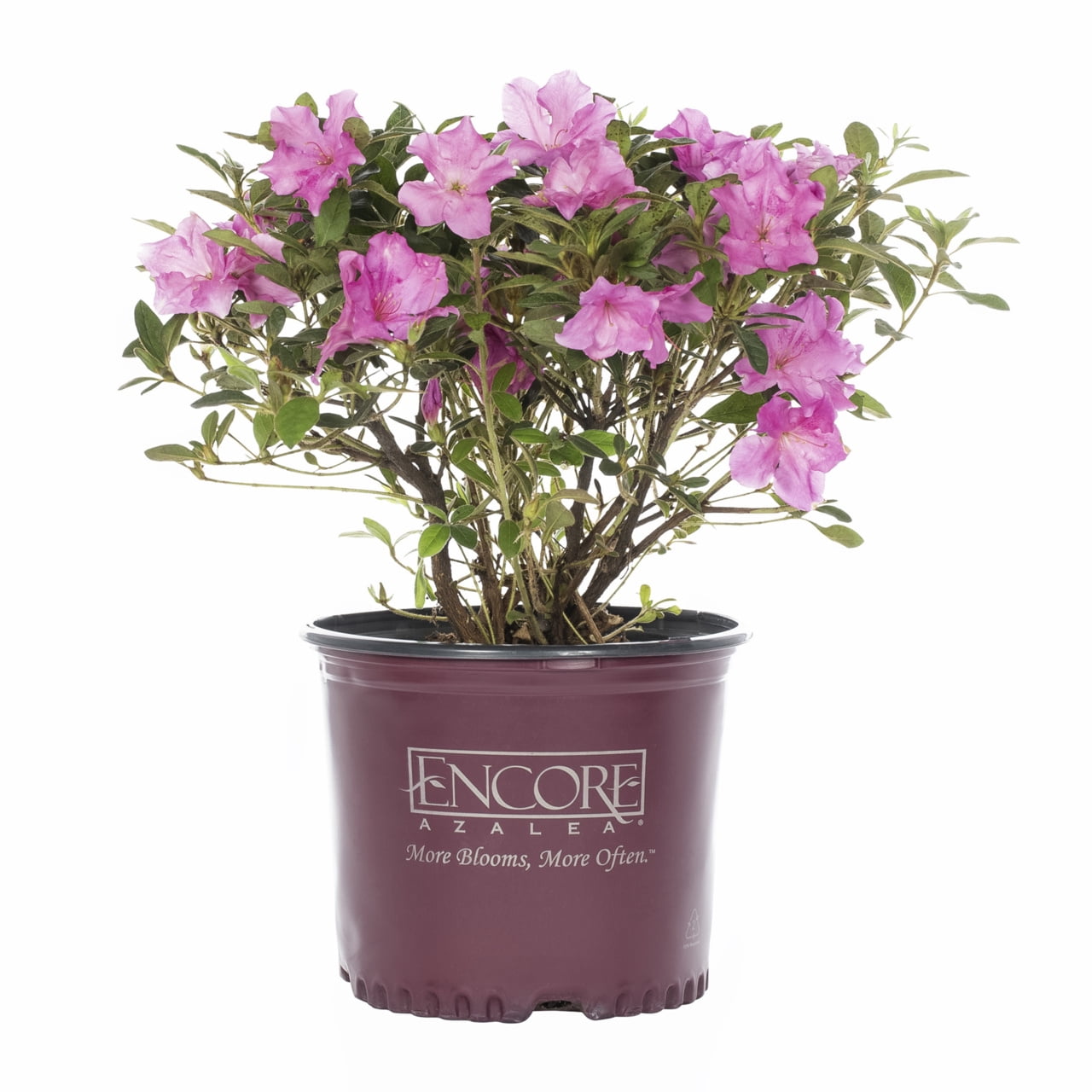 Encore 2gal Multicolor Azalea Live Shrub Plant Shade - Walmart.com