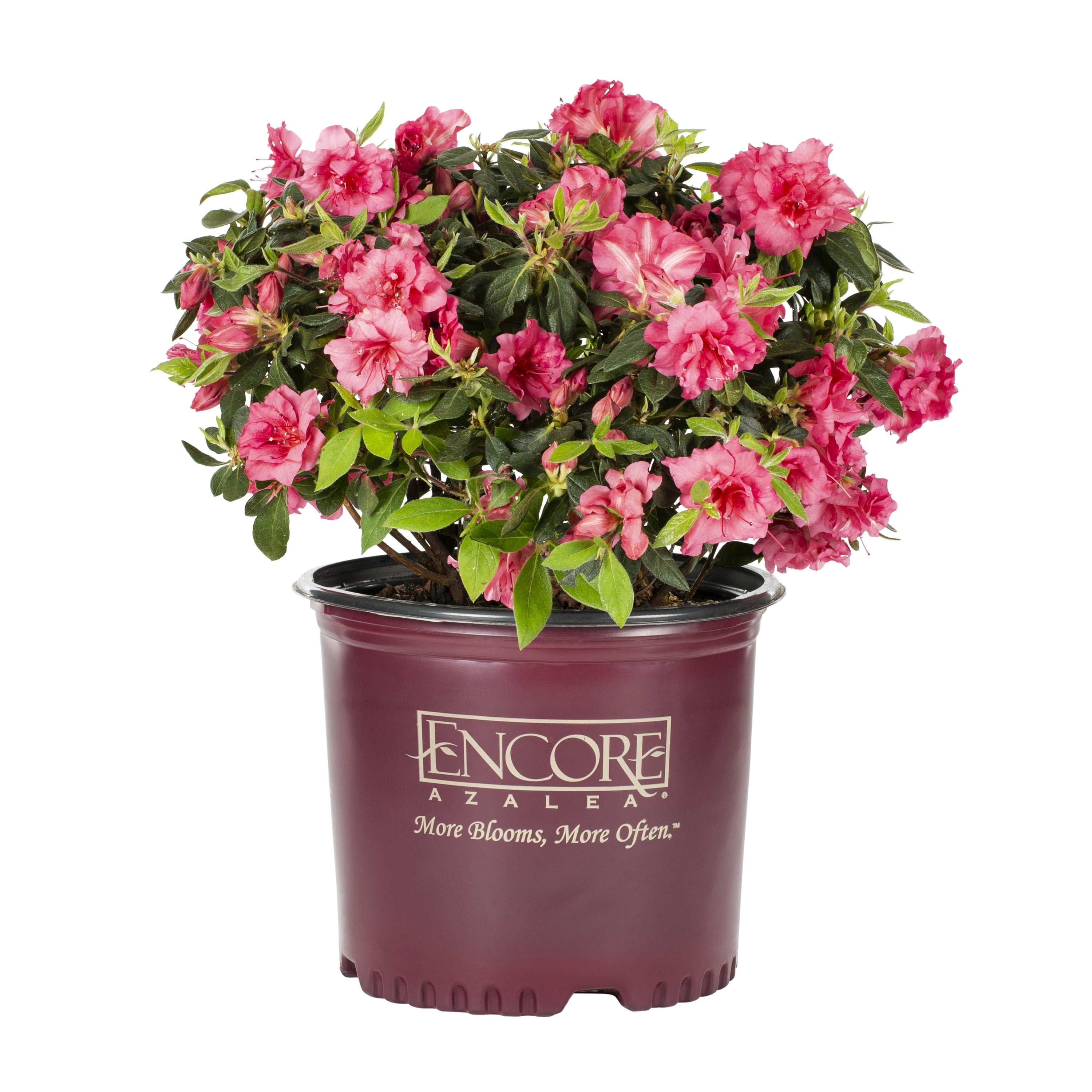 Encore 3Gal Multicolor Azaleas Shrub Live Shrub Grower Pot Sun ...