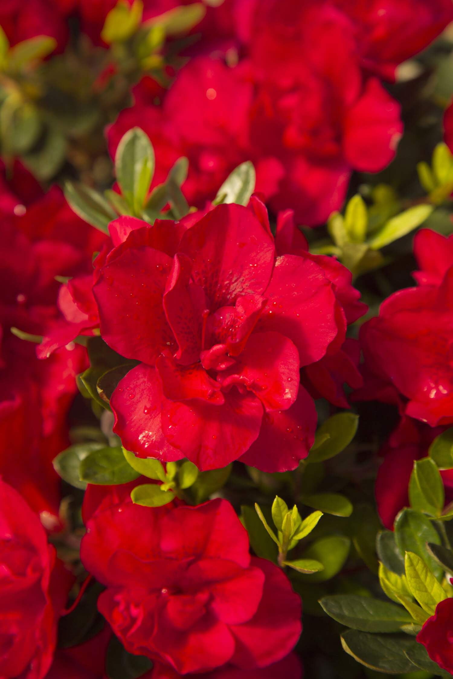 Encore Autumn Bonfire Reblooming Azalea - Walmart.com