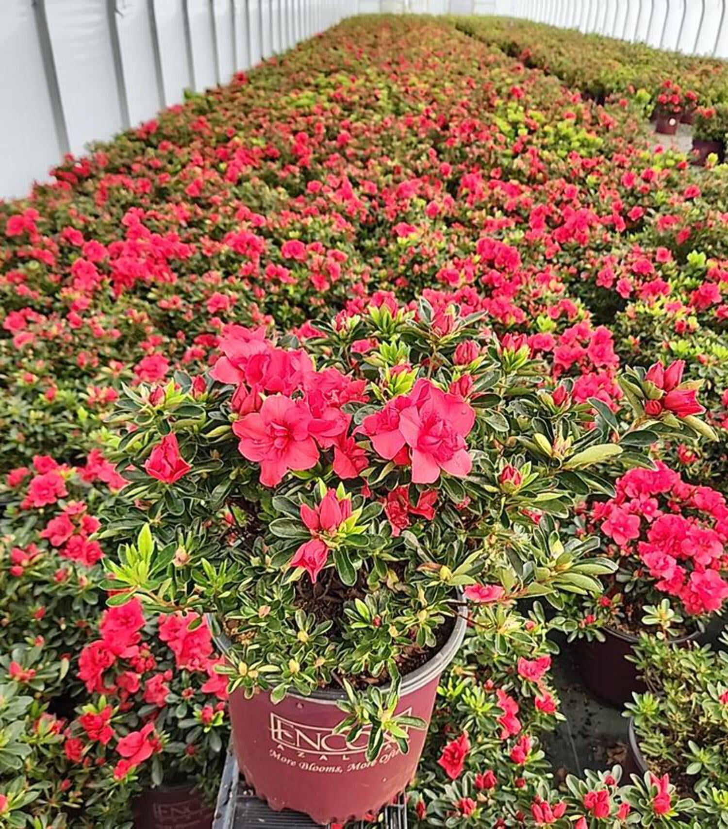 Encore® Autumn Fire® Reblooming Azalea - Walmart.com