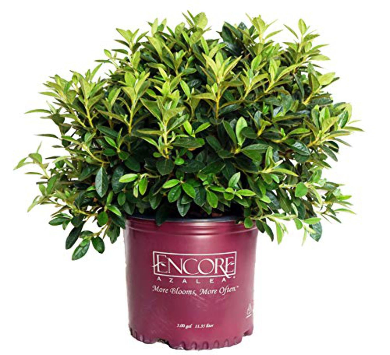Encore Autumn Lily Reblooming Azalea - Walmart.com