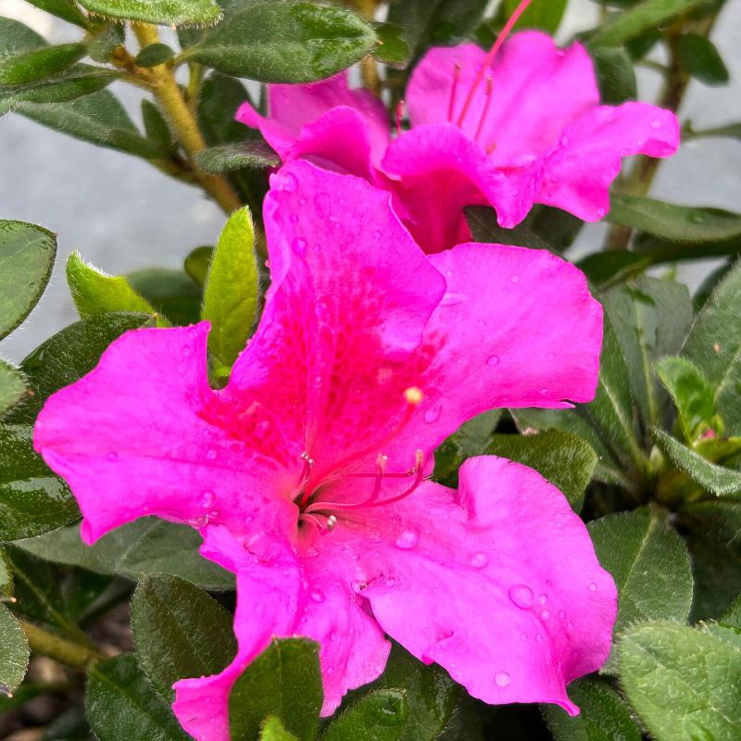 Encore Autumn Royalty Azalea - 3 Gallon Pot - Walmart.com