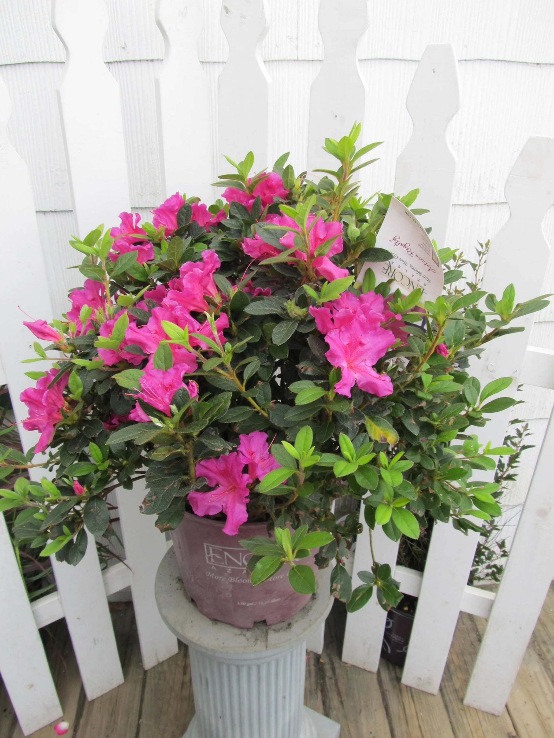 Encore® Autumn Royalty® Reblooming Azalea - Walmart.com