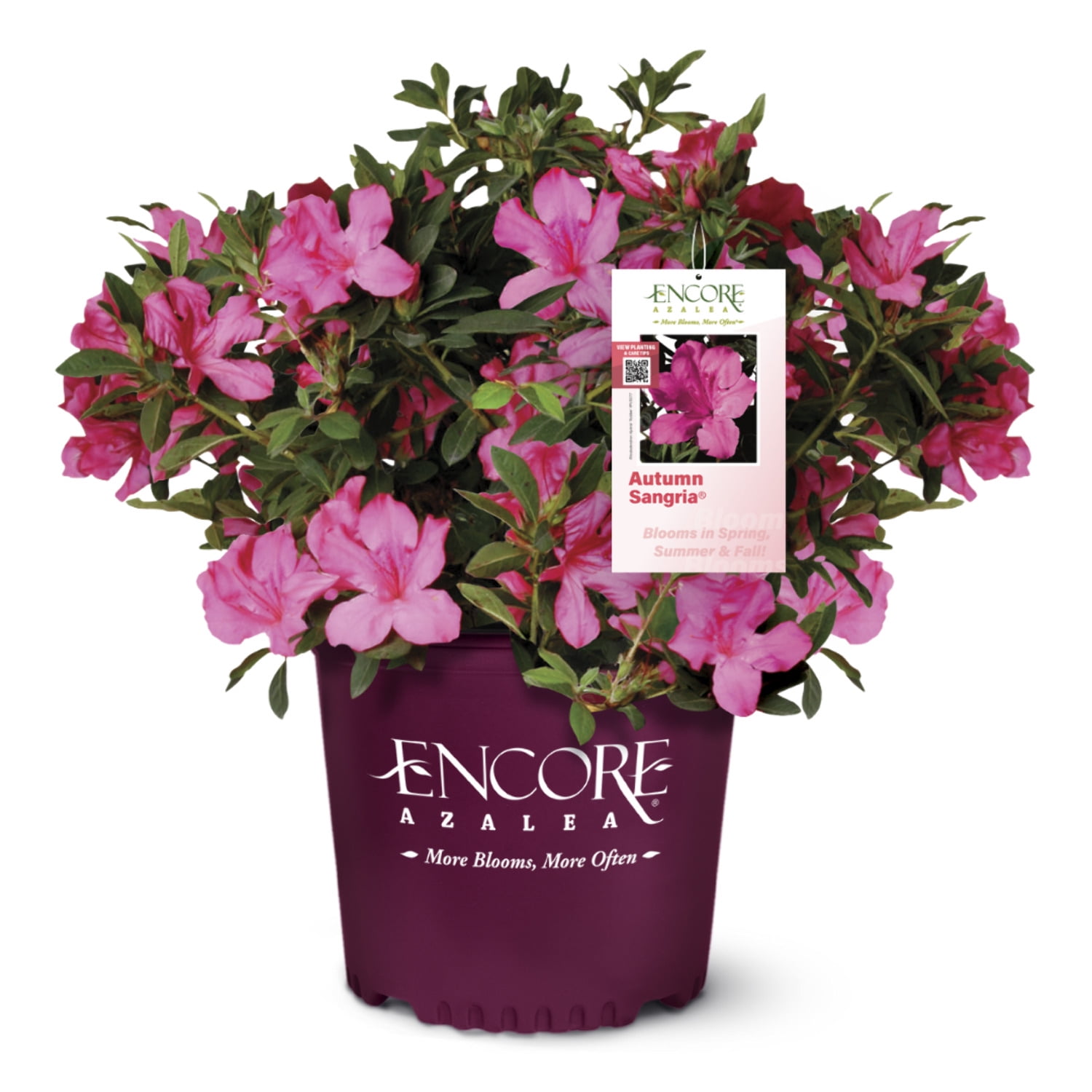 Azalea Autumn Sangria - 3 gal, Live Evergreen Shrub, Full/Part Sun ...