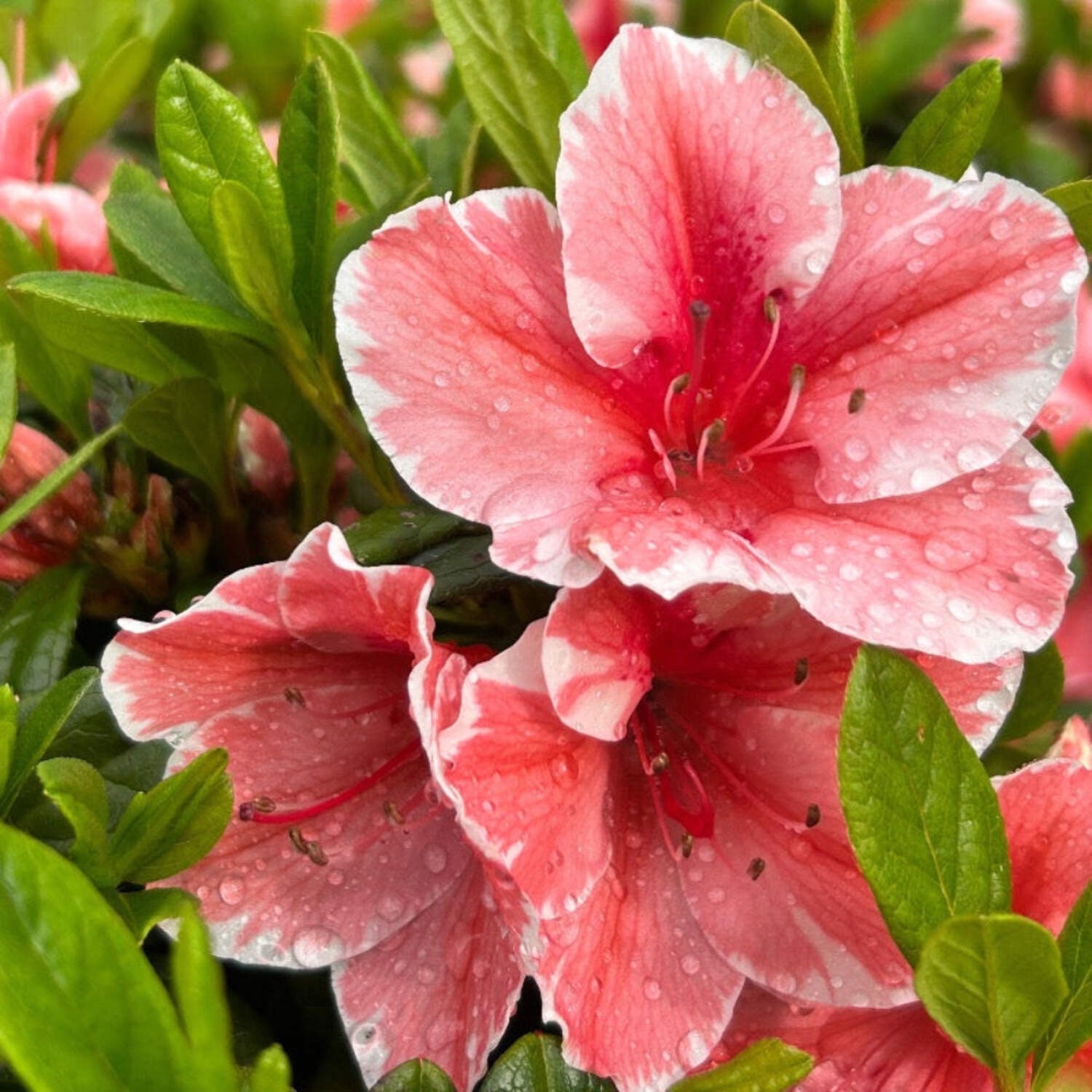 GoBuyPlants - Encore® Autumn Sunburst™ Azalea - 3 Gallon Pot - Walmart.com