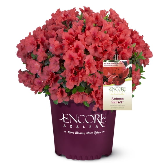 Encore Azalea 3 Gallon