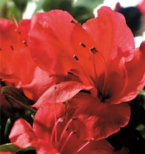 Encore Azalea 2G, Azalea, Full Sun, Part Shade, Shrub, Flowering ...
