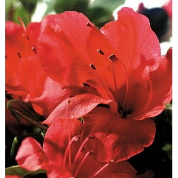 Encore Azalea 2G, Azalea, Full Sun, Part Shade, Shrub, Flowering ...