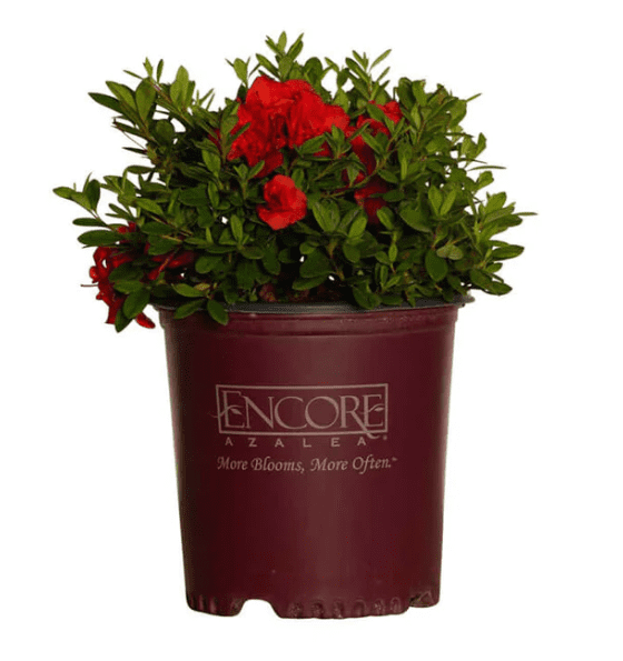 Encore Azalea Assorted (1 Gallon) Flowering Shrub Live Outdoor Plant ...