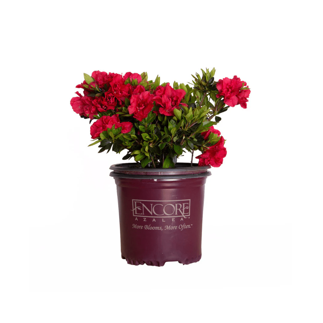 Encore Azalea Assorted (1 Gallon) Flowering Shrub Live Outdoor Plant ...