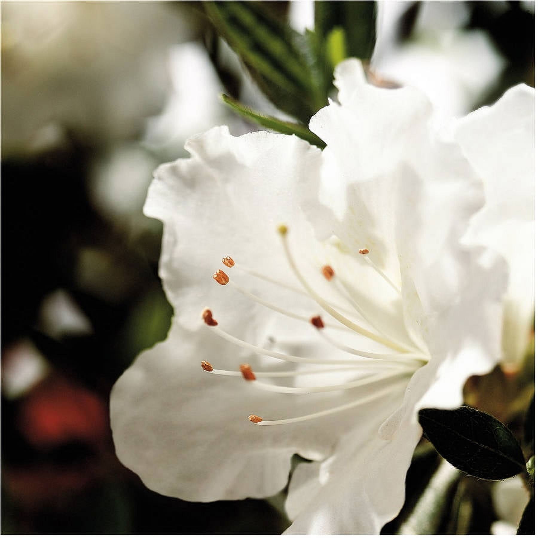 Encore Azalea Autumn Angel (2 Gallon) White Flowering Shrub - Full Sun ...