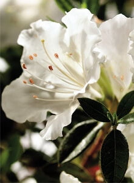 Encore Azalea Autumn Angel 3 Gallon Potted set of 2 - Walmart.com