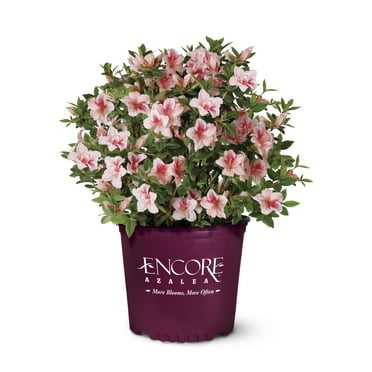 Encore Azalea Autumn Majesty (1 Gallon) Shrub with Purple Ruffled ...