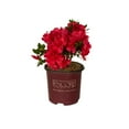 Encore Azalea Autumn Bonfire (1 Gallon) Red Flowering Shrub - Full Sun ...