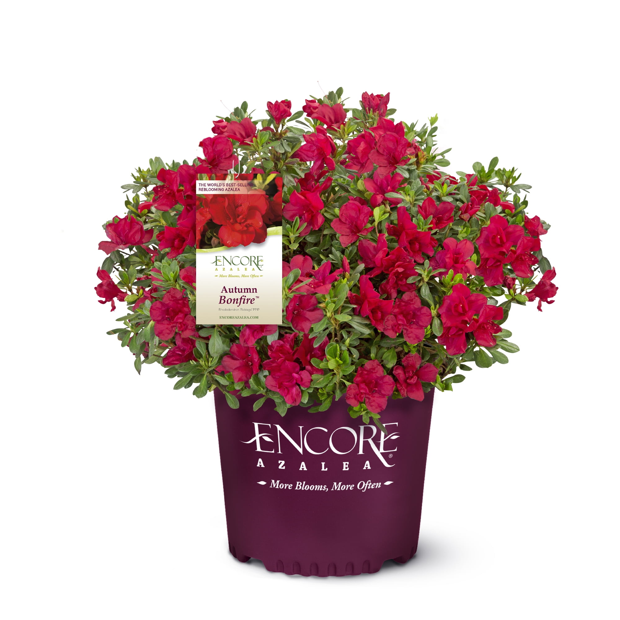 Encore Azalea Autumn Bonfire Shrub 1 Gallon - Walmart.com