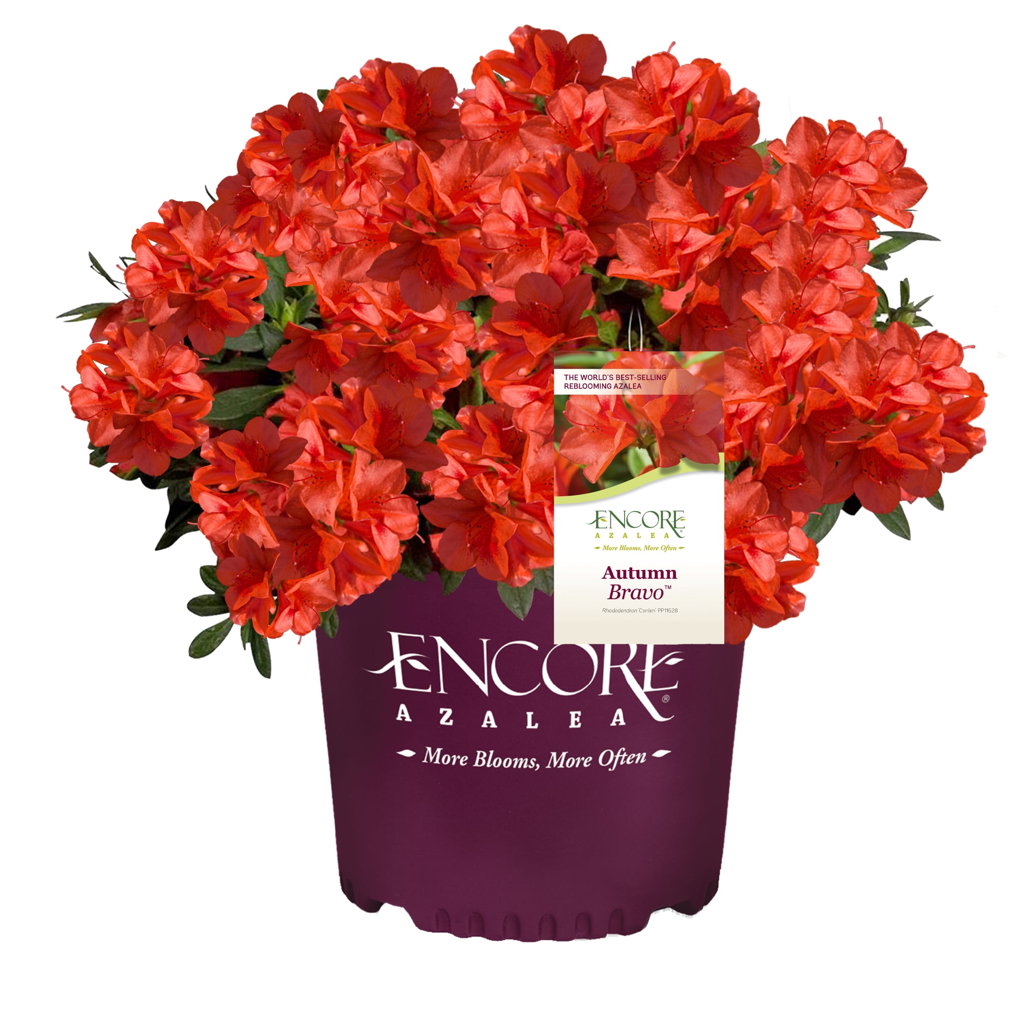 Encore Azalea Autumn Bravo Shrub 1 Gallon - Walmart.com