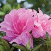 Encore Azalea Autumn Empress (1 Gallon) Pink Flowering Shrub - Full Sun ...